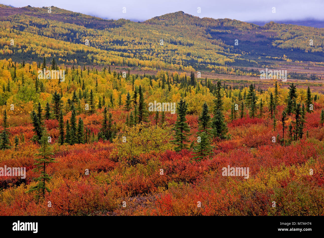 North America, the USA, Alaska, scenery in James Dalton Highway Stock ...