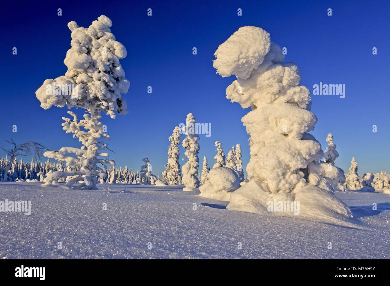 Sweden, Swedish Lapland, Laponia, winter scenery, trees Stock Photo - Alamy