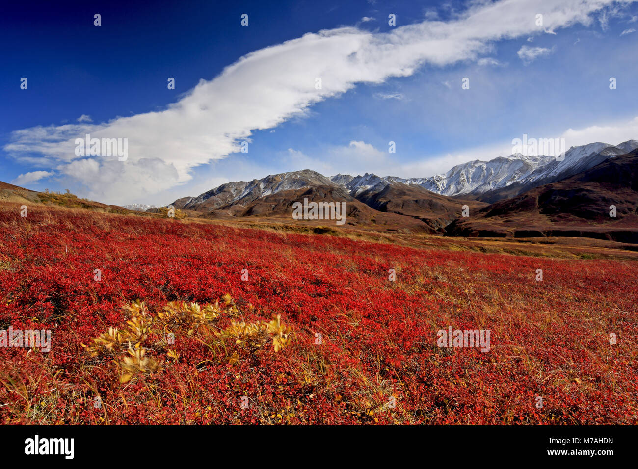 North America, the USA, Alaska, Denali National Park, tundra, Alaska ...