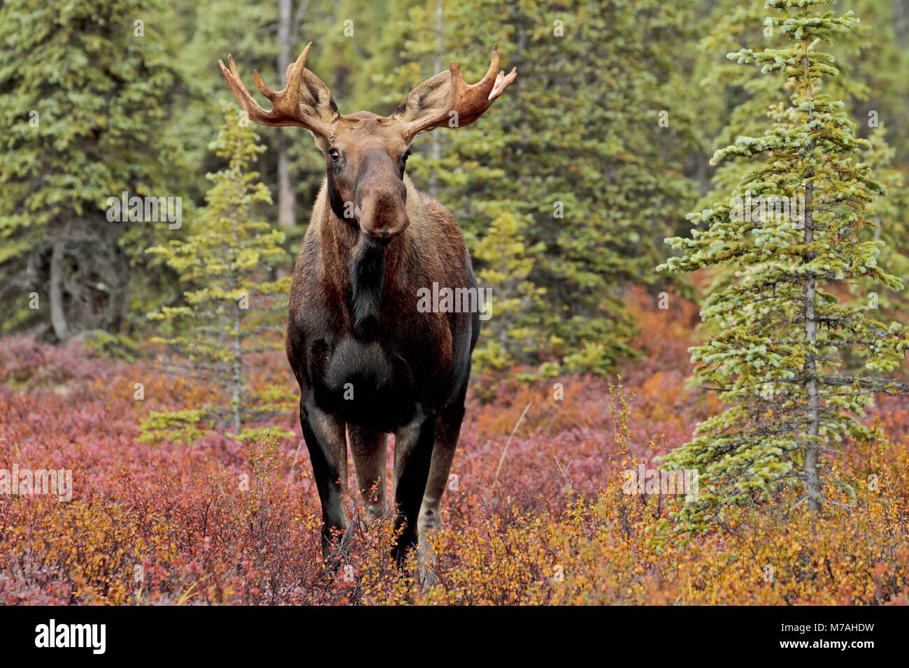 Alaska elk hi-res stock photography and images - Alamy
