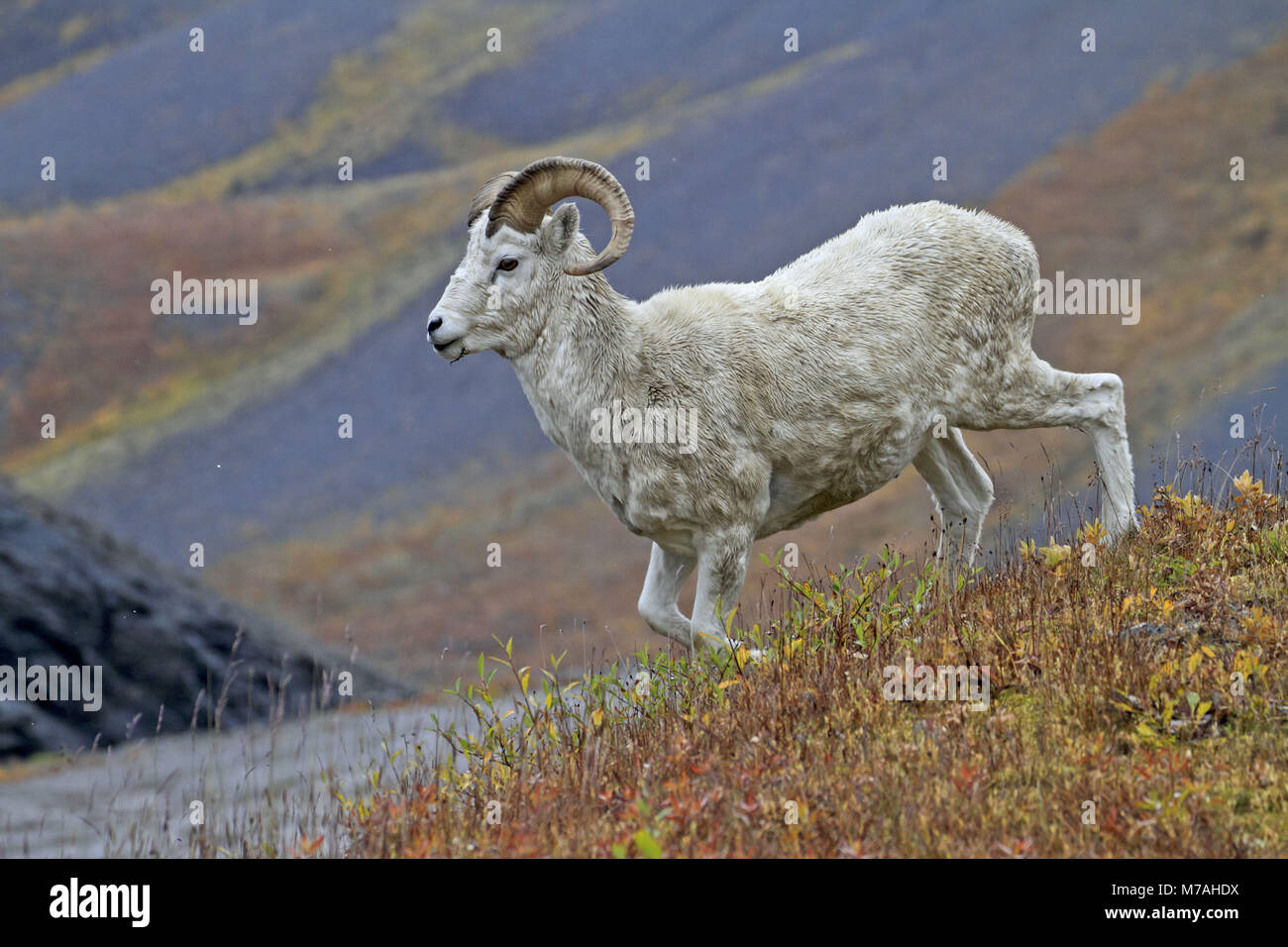 North America, the USA, Alaska, Brooks Range, Dall's sheep, Ovis dalli ...