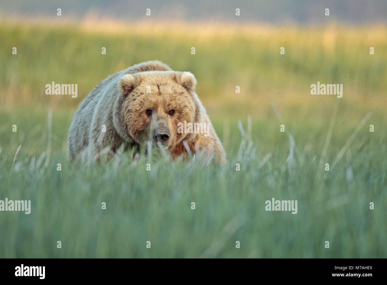 Grizzly brown bear hallo bay katmai hi-res stock photography and images ...