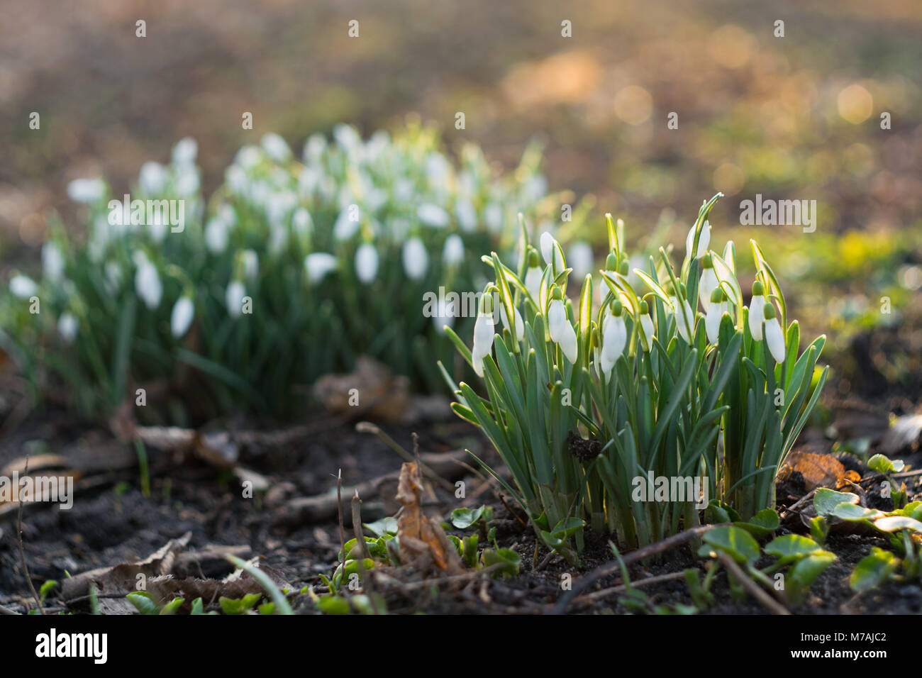 First sign of spring - snowdrops Stock Photo - Alamy