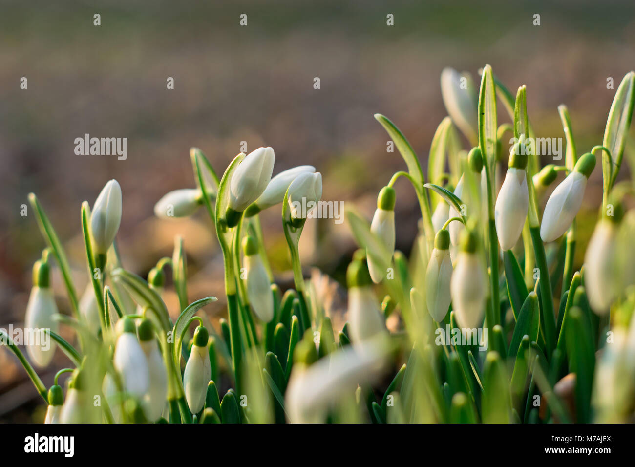 First sign of spring - snowdrops Stock Photo - Alamy