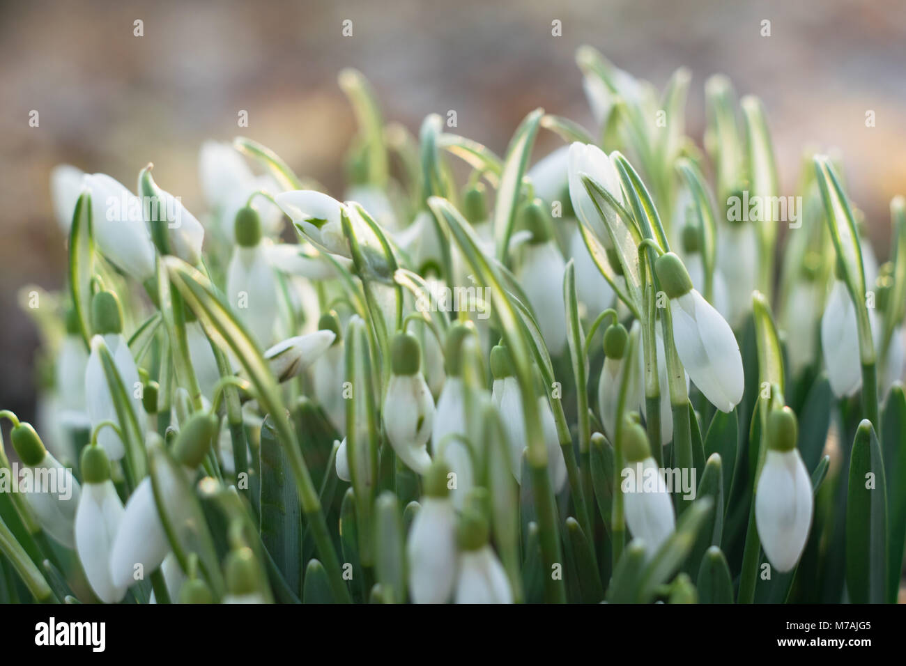 First sign of spring - snowdrops Stock Photo - Alamy
