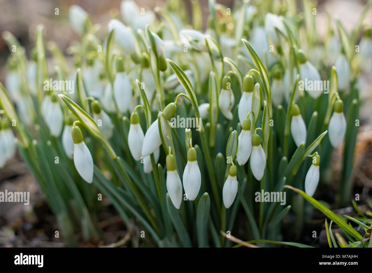 First sign of spring - snowdrops Stock Photo - Alamy