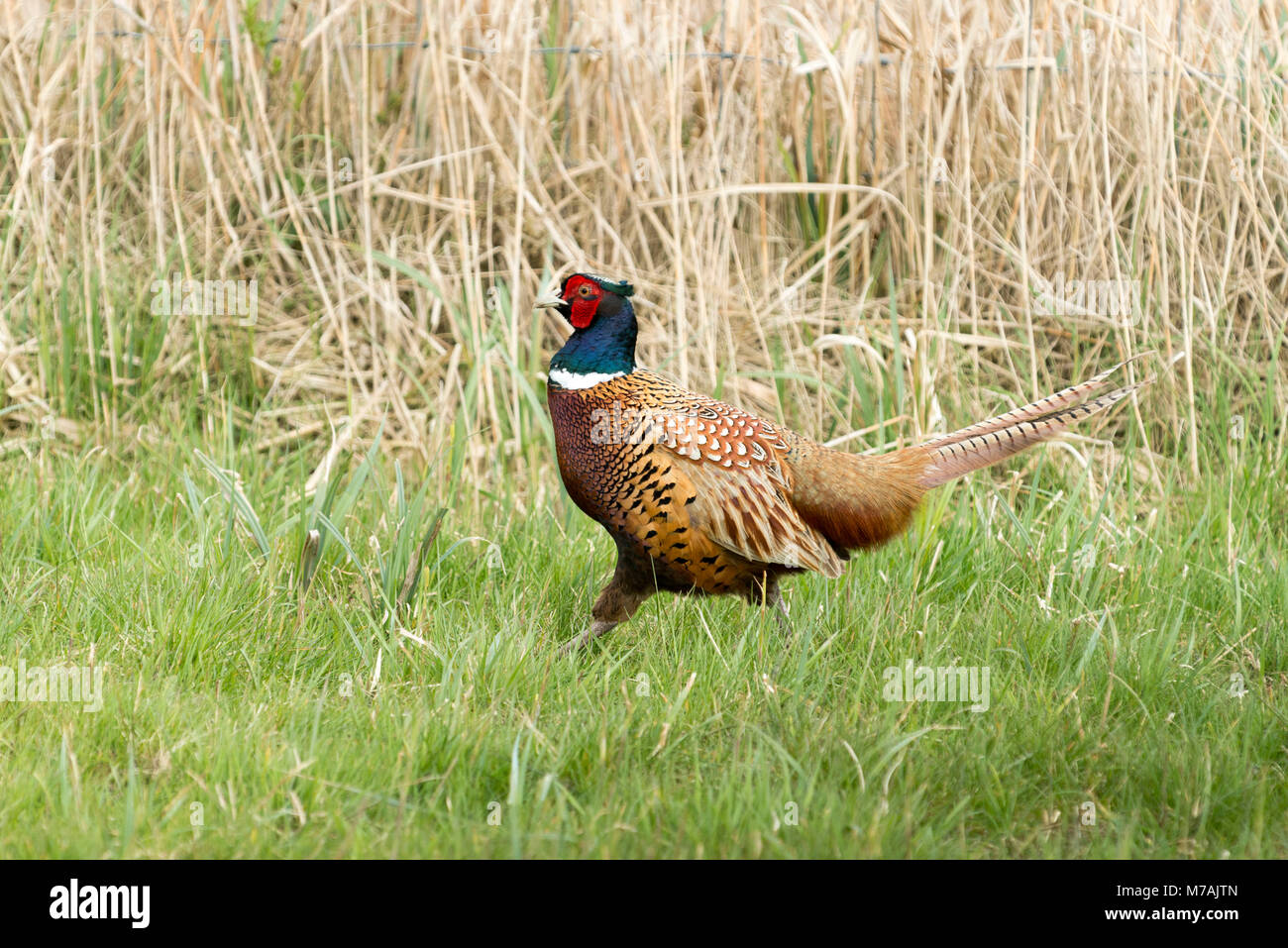 Pheasant (Phasianus colchicus), bird species of the galliforms family ...