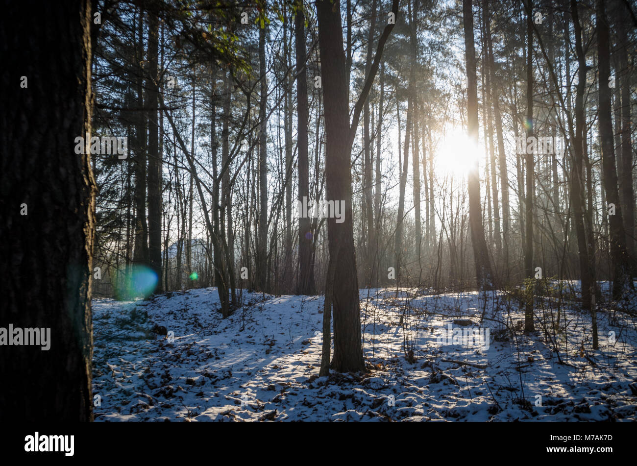 Light rays of winter sunrise in the light fog between trees of Solnicki ...