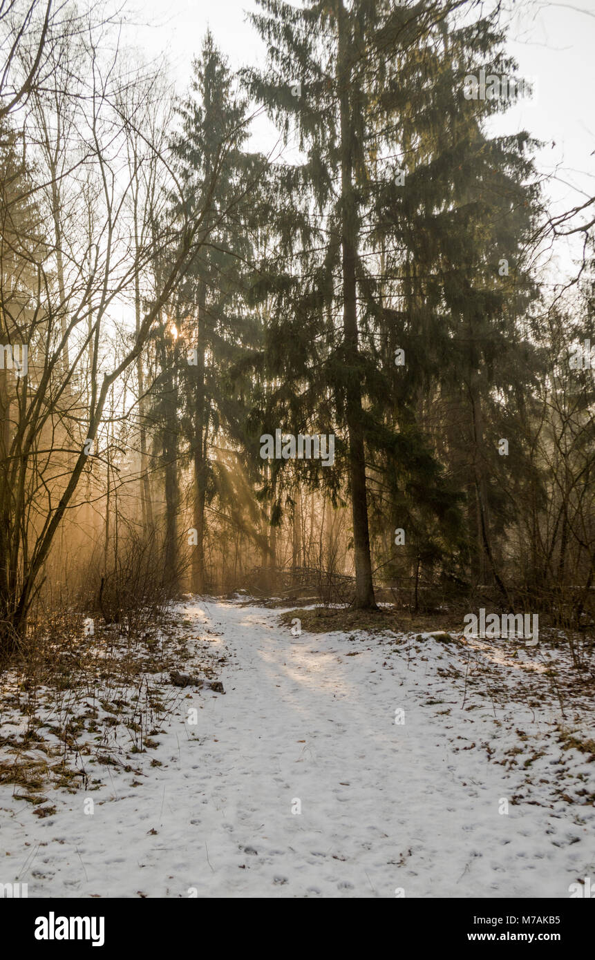 Light rays of winter sunrise in the light fog between trees of Solnicki ...