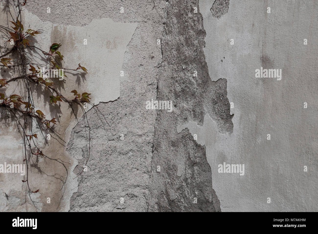 crumbling plaster and vine on an old wall of a house Stock Photo - Alamy