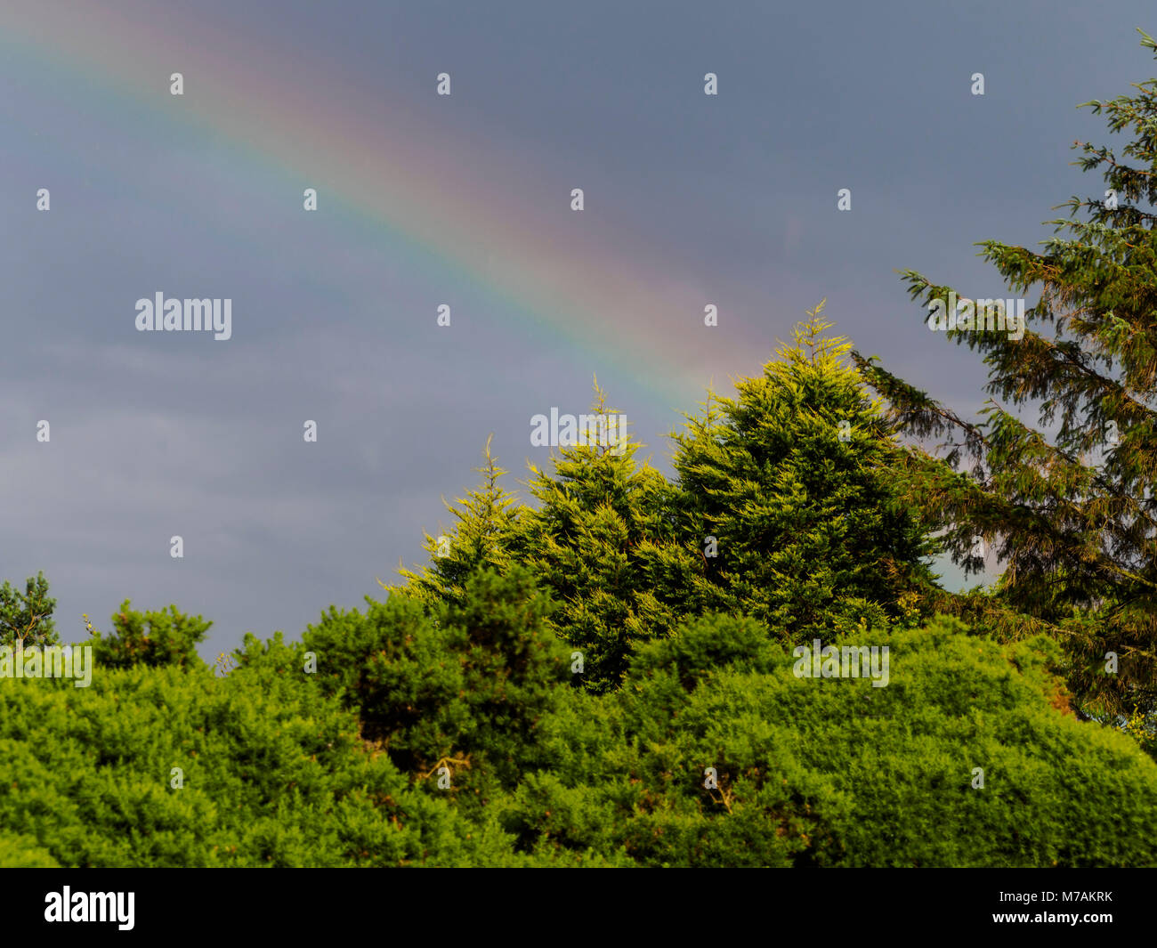 Scotland - rainbow in a cloudy sky over Scots firs Stock Photo - Alamy