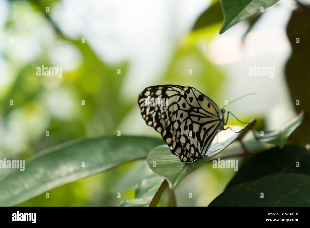 Butterfly sits on leaf, paper kite, Idea leuconoe Stock Photo - Alamy