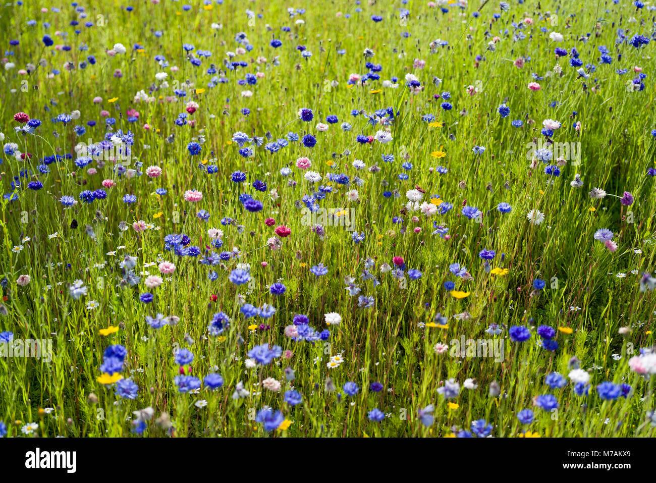 Part of a grassed barrier space between the main A702 road and a ...