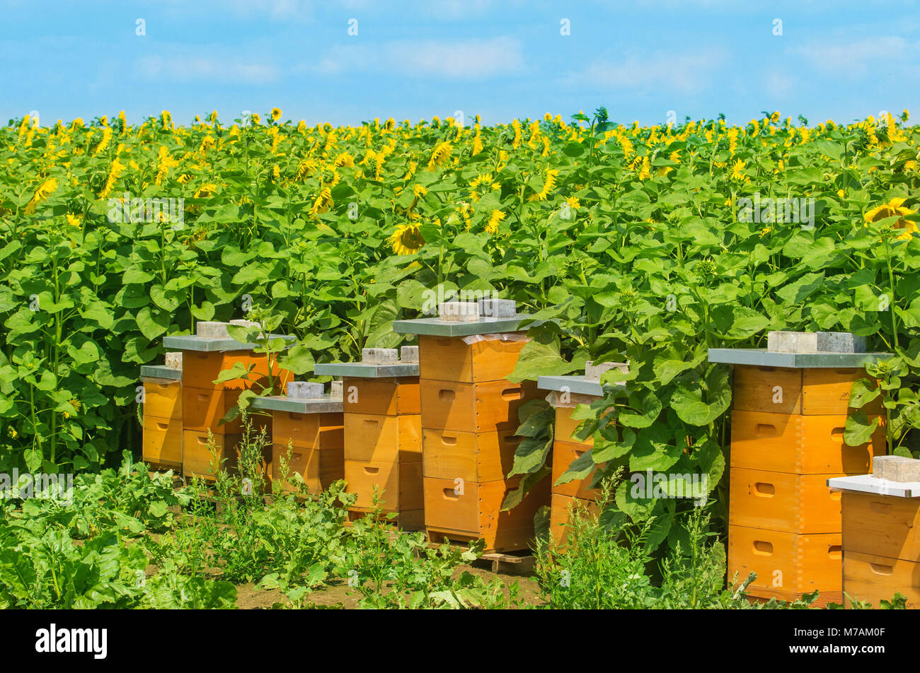 Beehives in sunflower field Stock Photo - Alamy