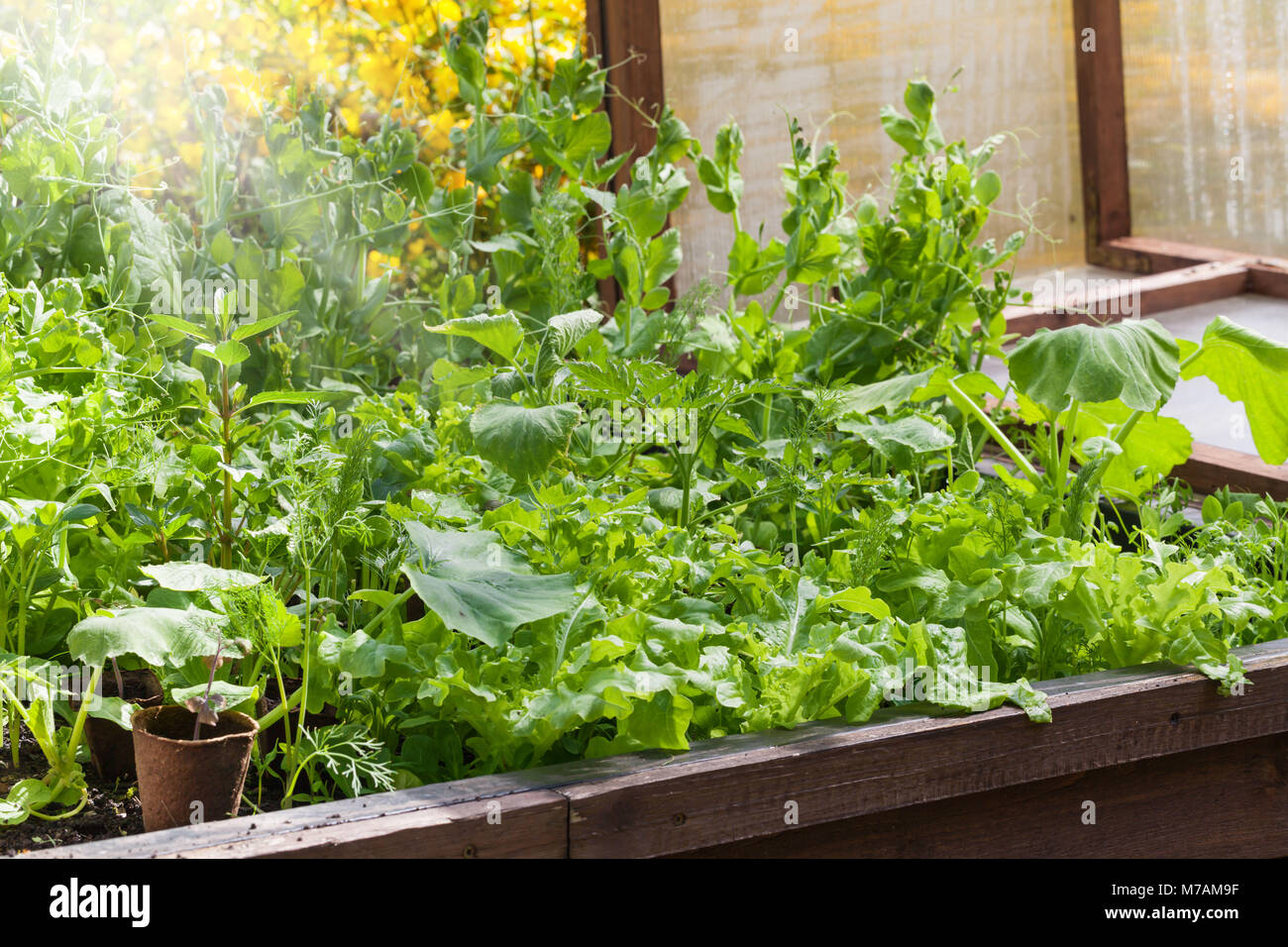 Plants in a raised bed, cold frame Stock Photo - Alamy