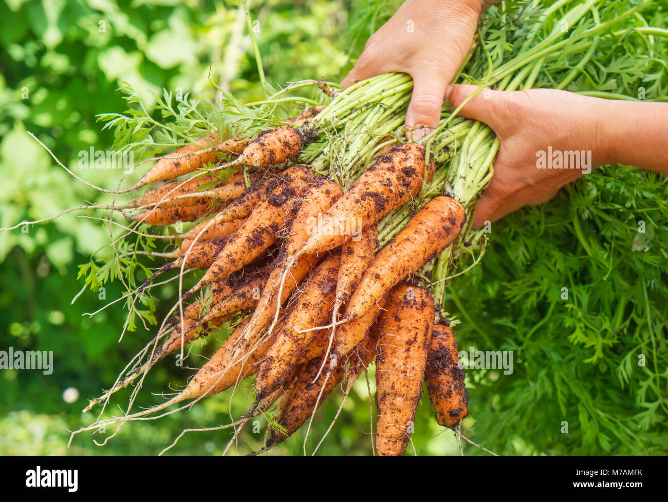 Carrot harvest hi-res stock photography and images - Alamy