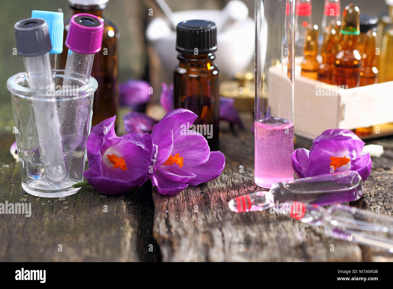 Crocus in nature medicine Stock Photo - Alamy