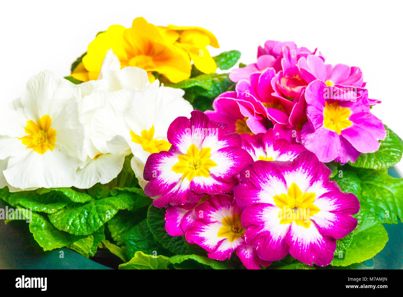 Colourful primroses, series Stock Photo - Alamy