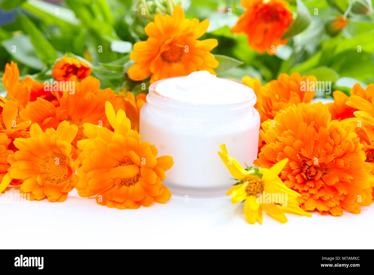 Marigold cream hi-res stock photography and images - Alamy