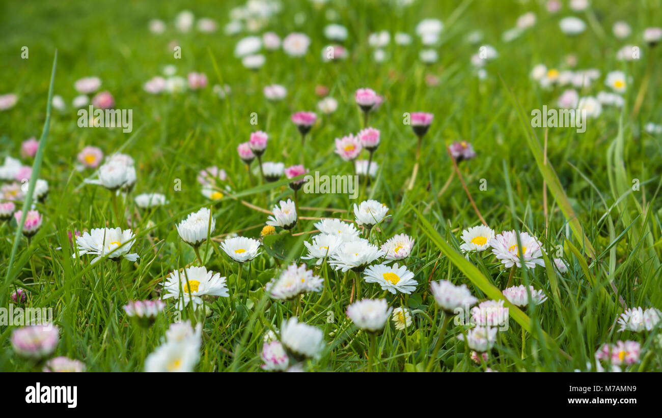 Daisy theme hi-res stock photography and images - Alamy