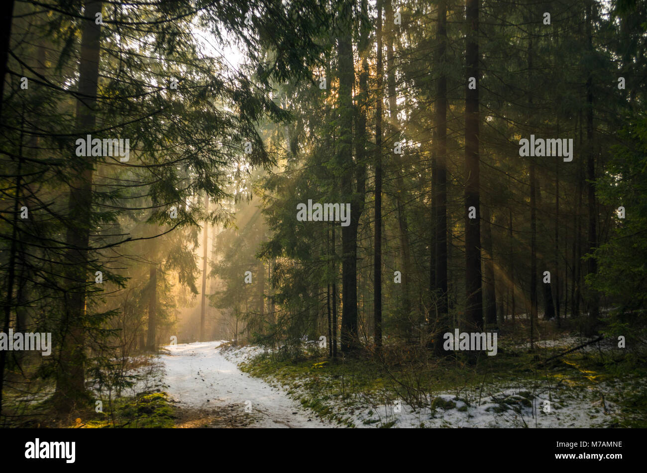 Light rays of winter sunrise in the light fog between trees of Solnicki ...