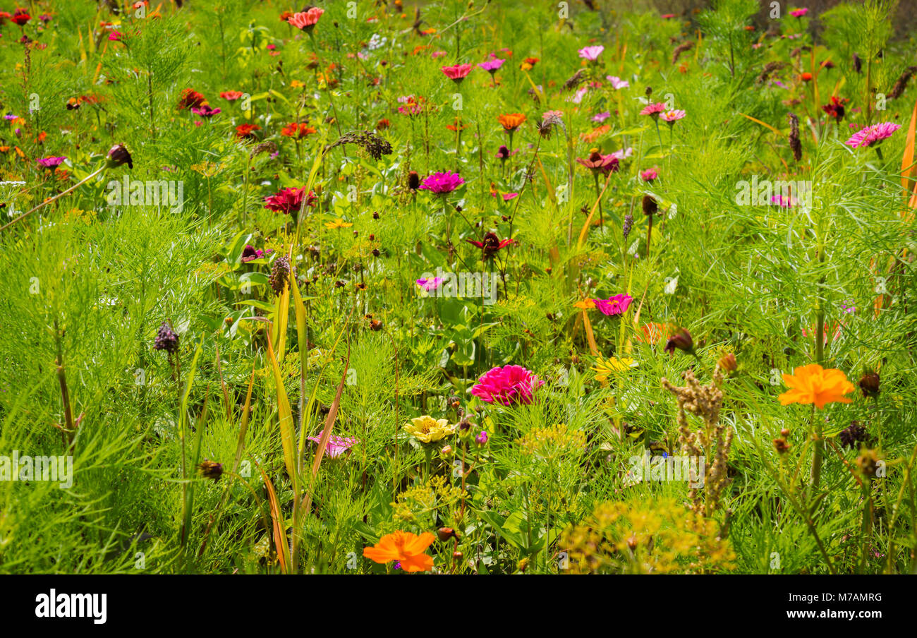 Colourful summer meadow Stock Photo - Alamy