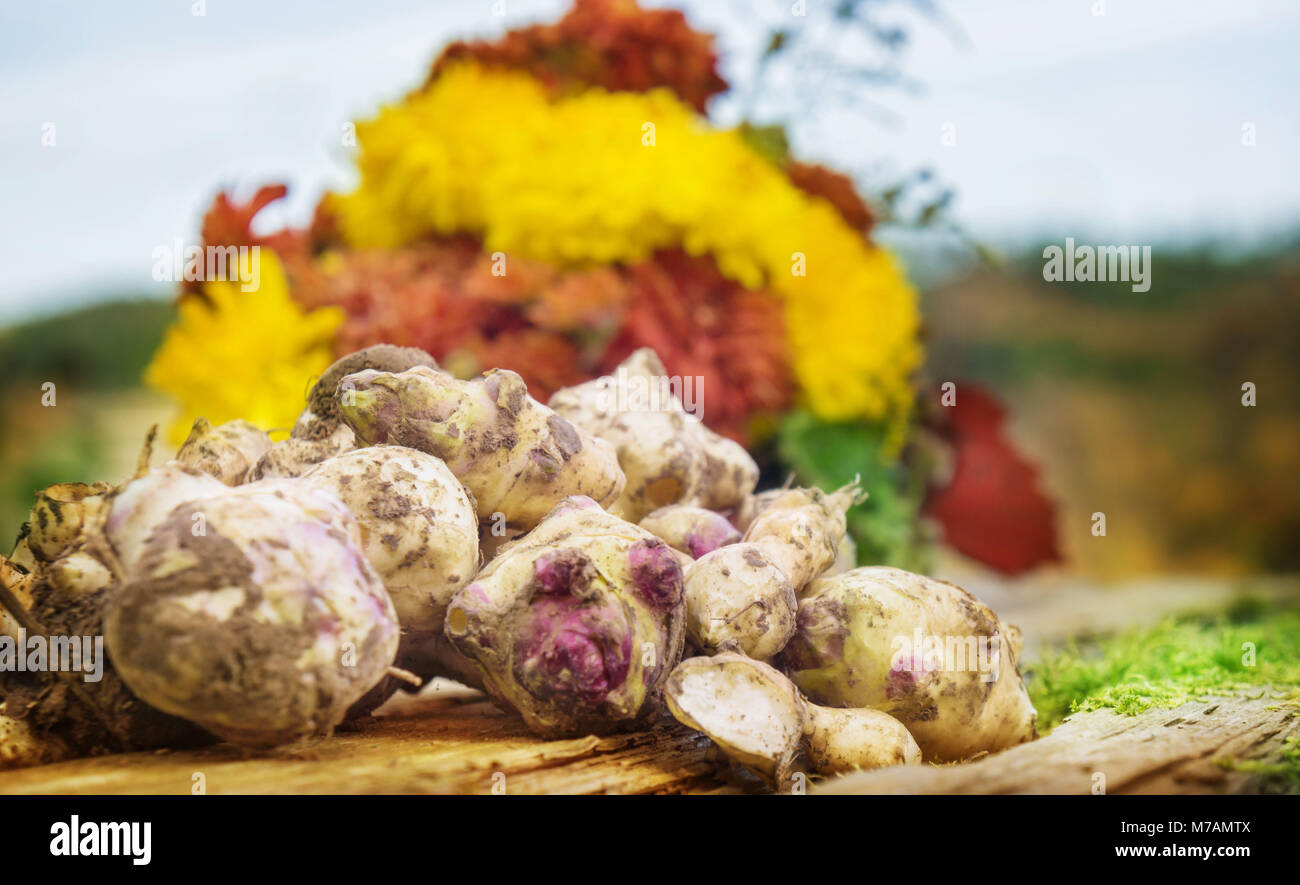 Topinambour on garden table hi-res stock photography and images - Alamy