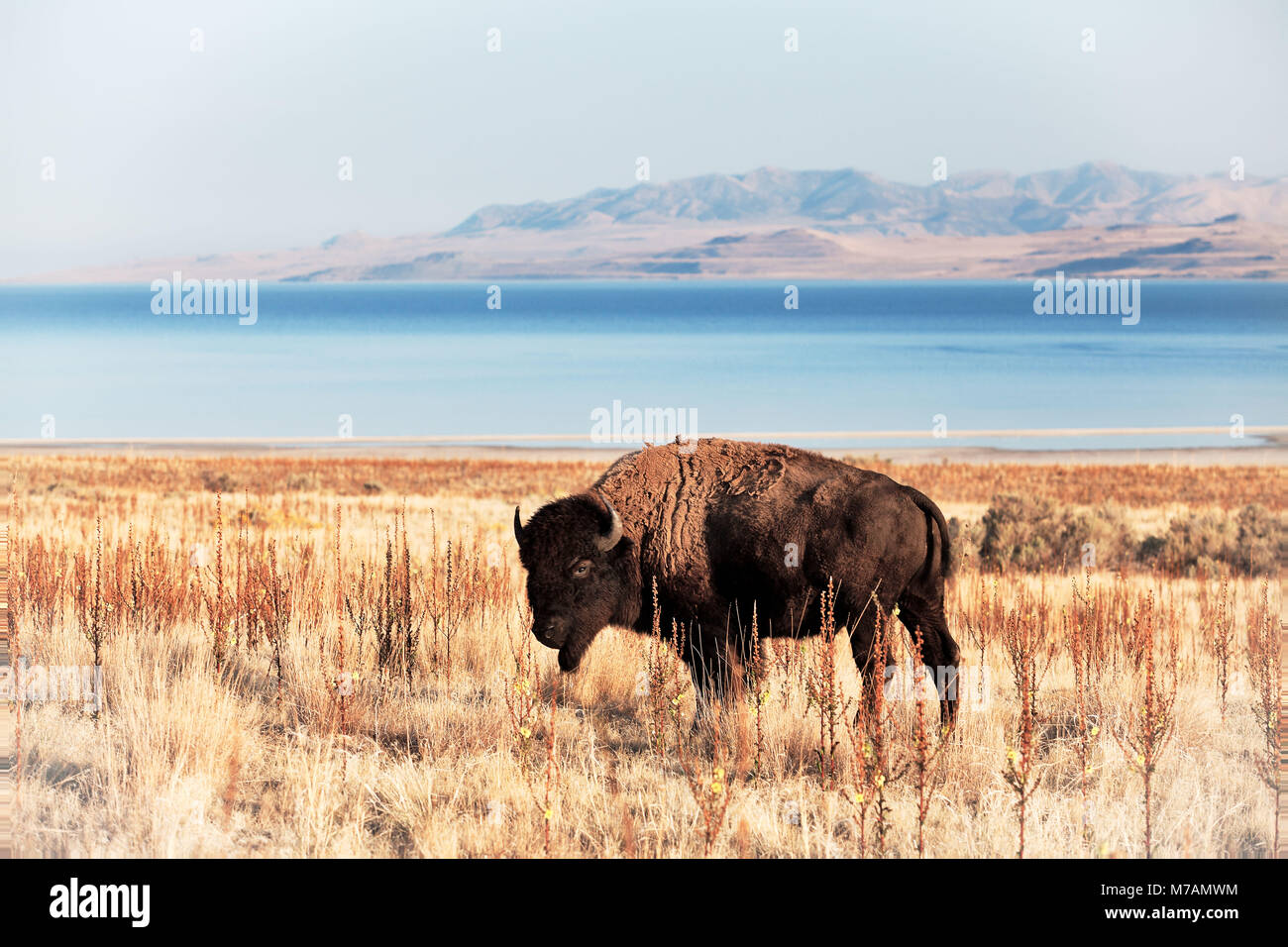 Great salt lake animals hi-res stock photography and images - Alamy