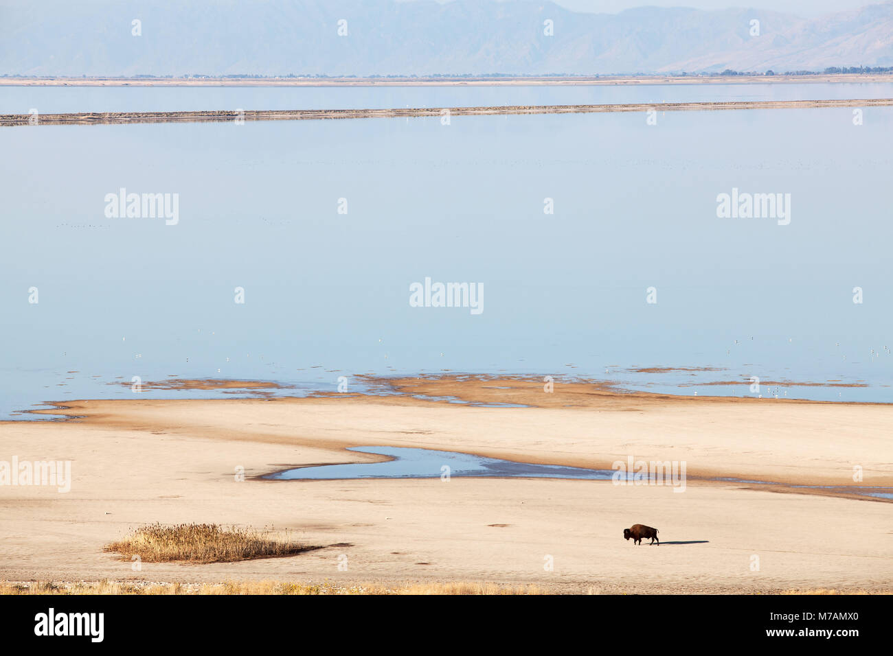 Great salt lake animals hi-res stock photography and images - Alamy