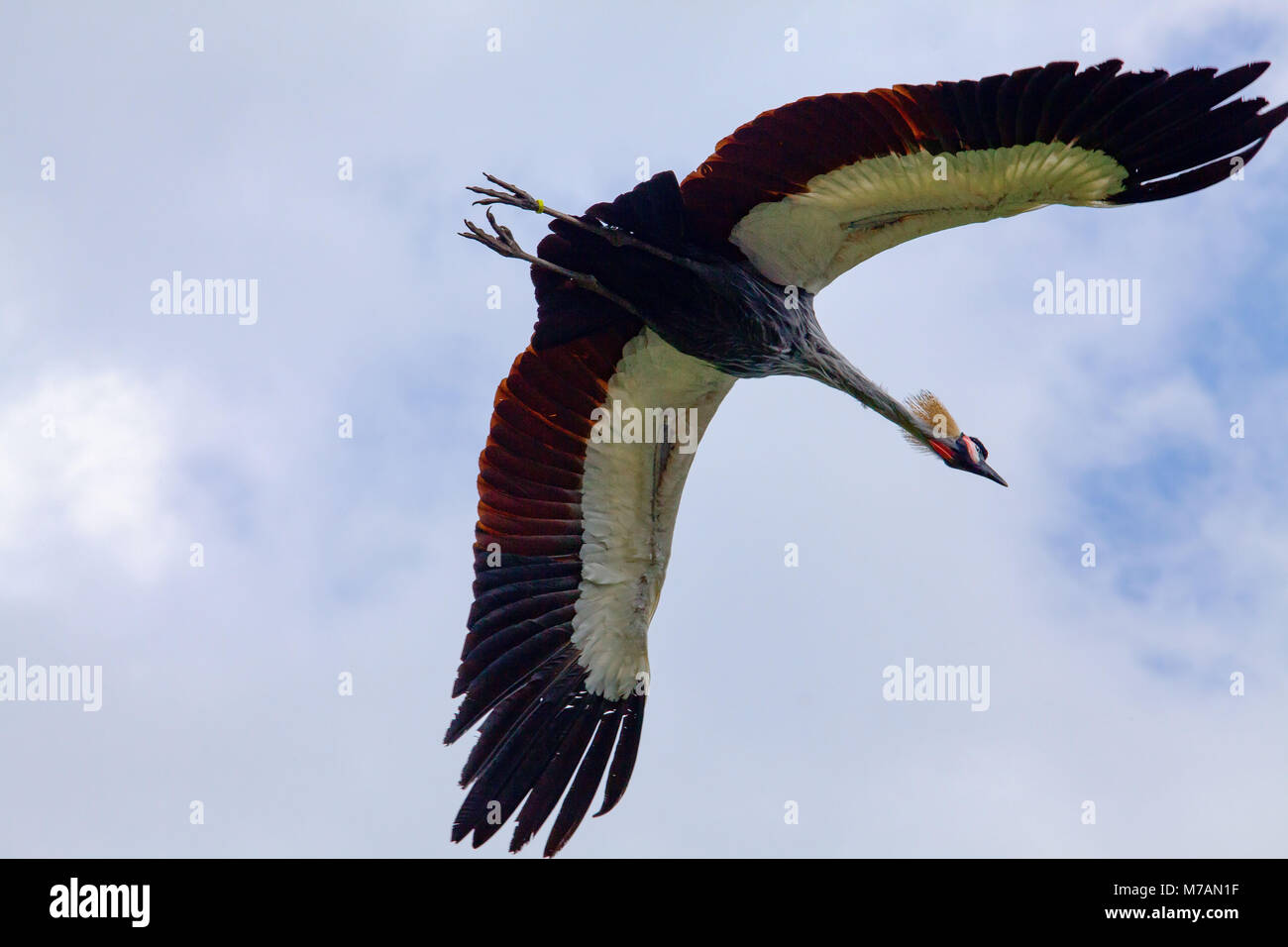 Crane in flight hi-res stock photography and images - Alamy