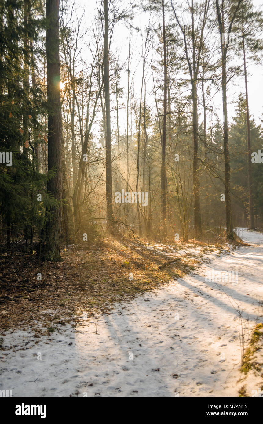 Light rays of winter sunrise in the light fog between trees of Solnicki ...
