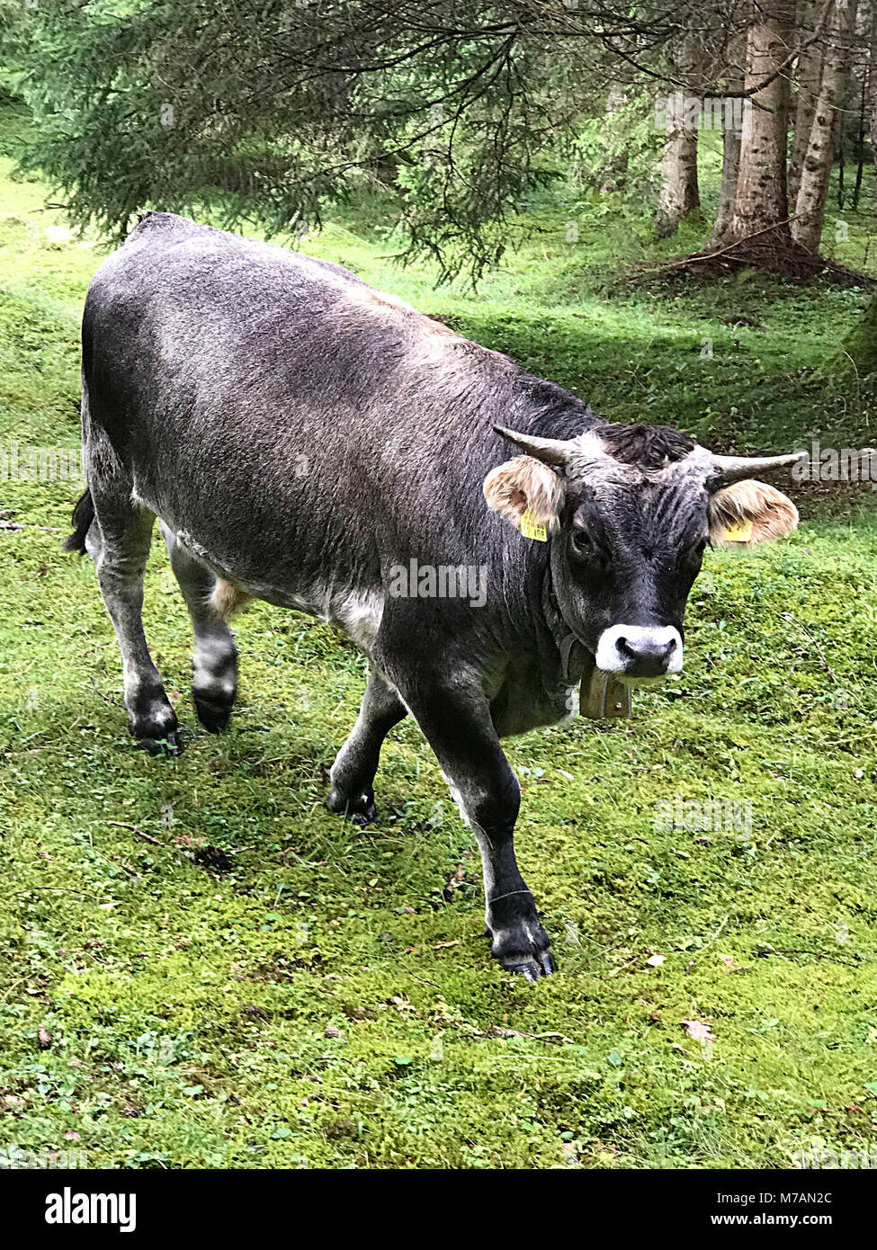 Cattle on a mountain hi-res stock photography and images - Alamy