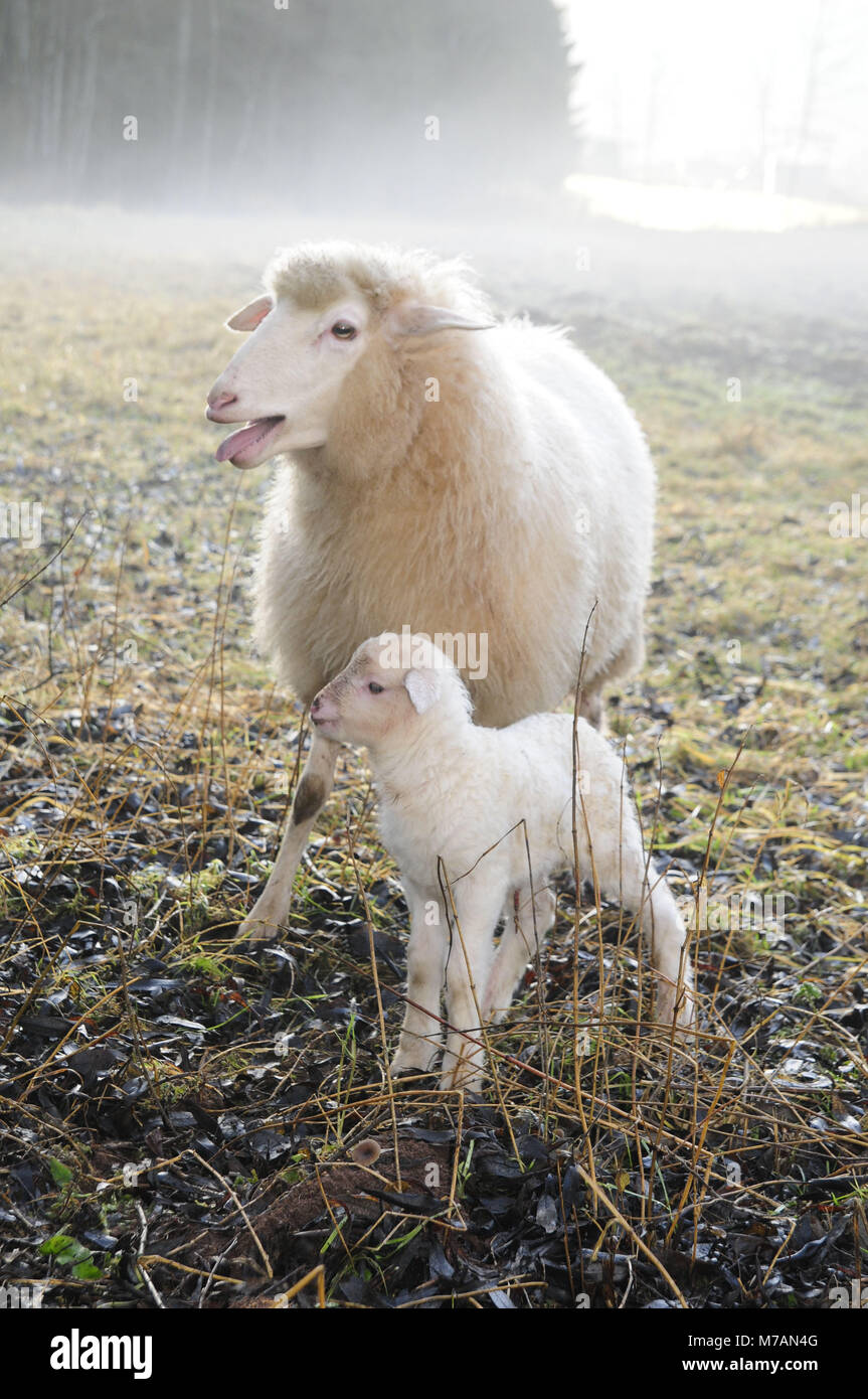 Ewe lamb sheep mother offspring lamb hi-res stock photography and ...