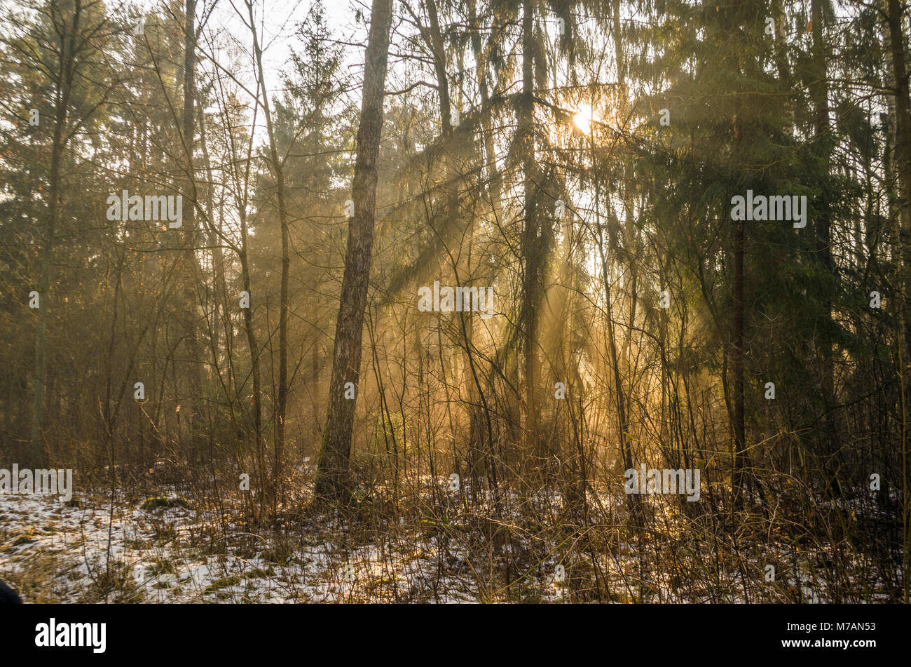 Light rays of winter sunrise in the light fog between trees of Solnicki ...