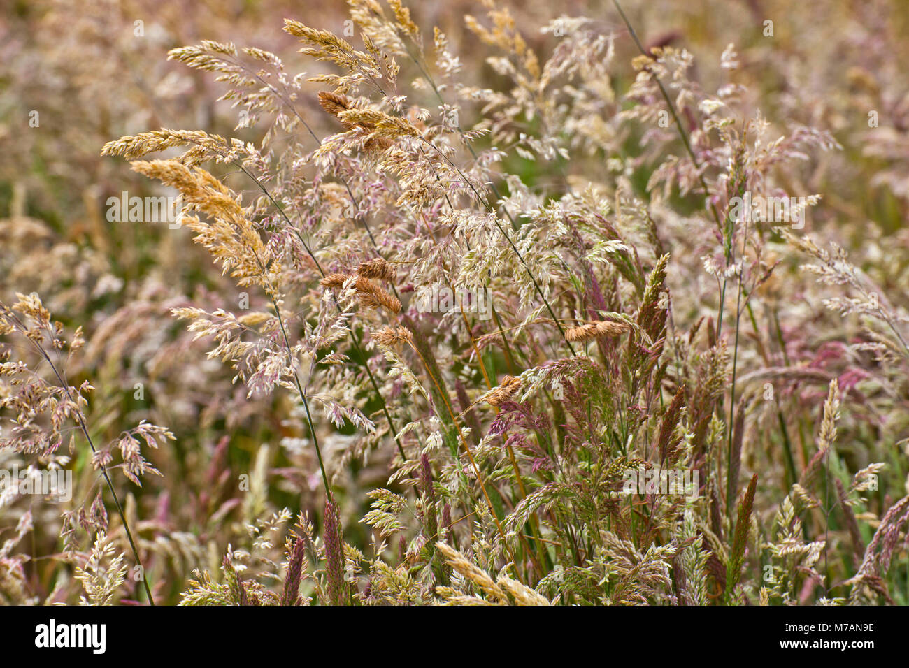 flowering grasses thickly dense Stock Photo - Alamy