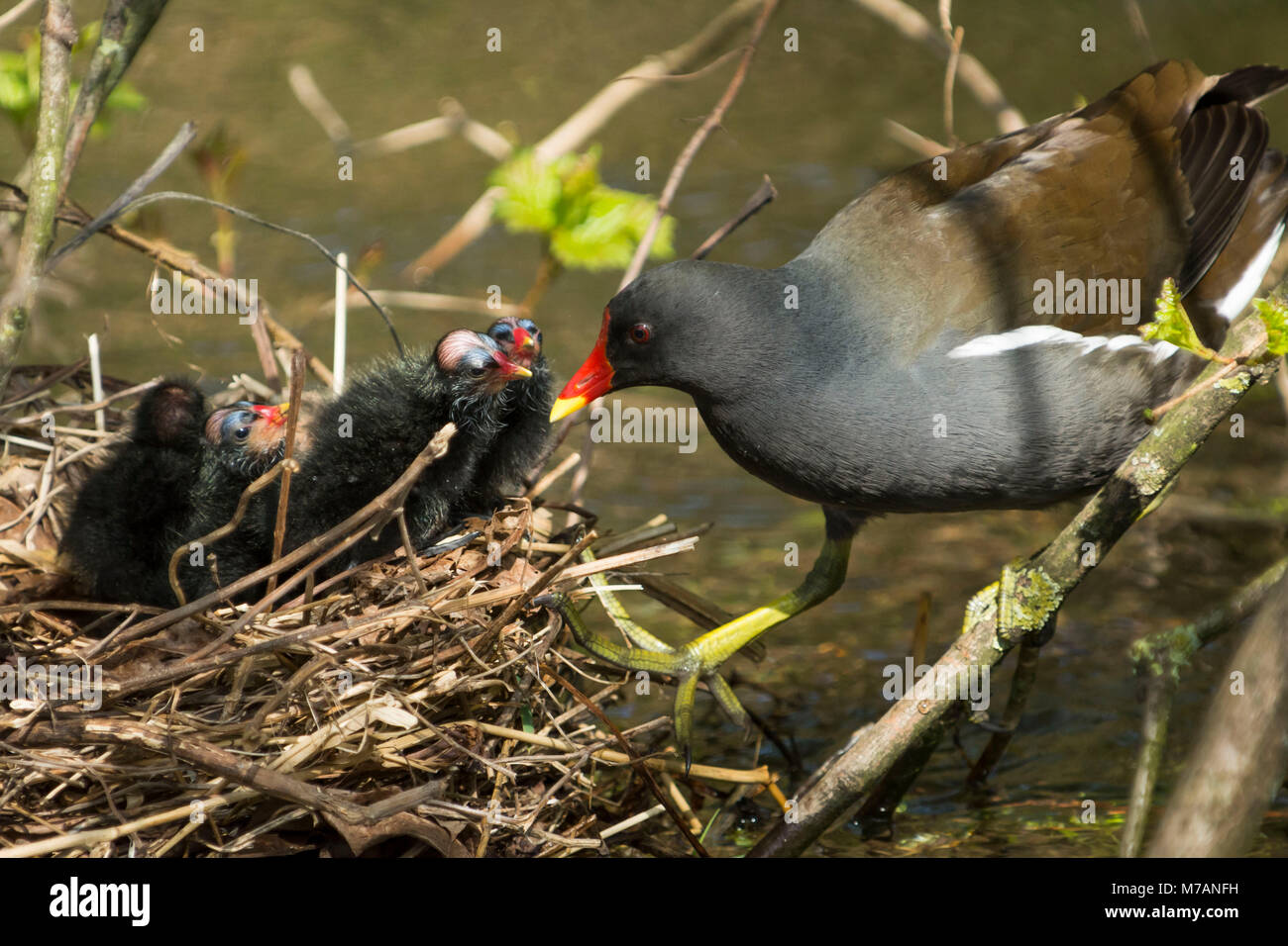 The Common Moorhen (Gallinula chloropus), also known as moorhen, chicks ...