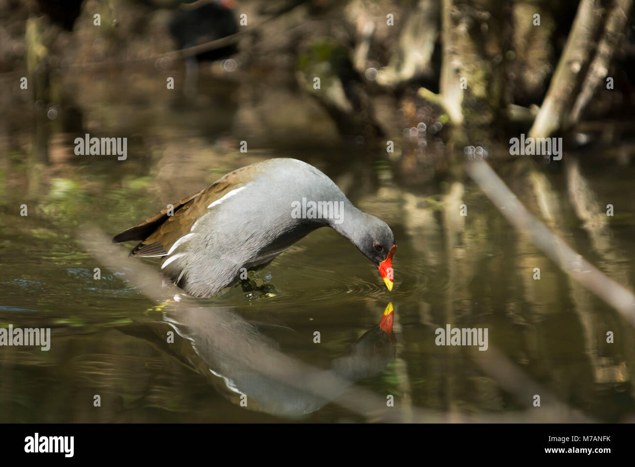 The Common Moorhen (Gallinula chloropus), also called Moorhen, while ...