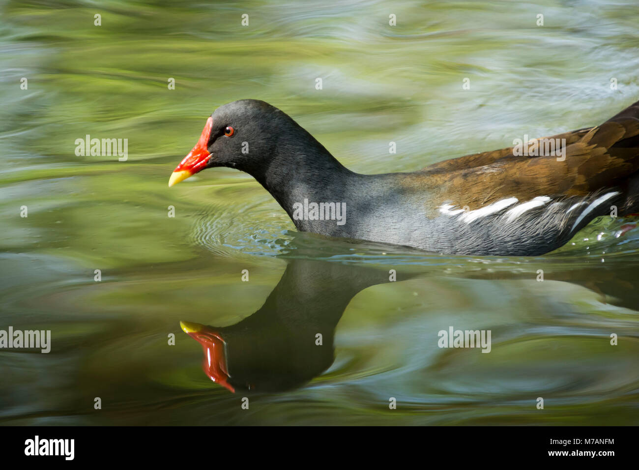 The Common Moorhen (Gallinula chloropus), also known as moorhen Stock ...