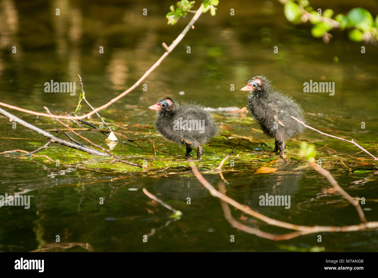 Common Moorhen (Gallinula chloropus) Moorhen, chicks on a stream Stock ...