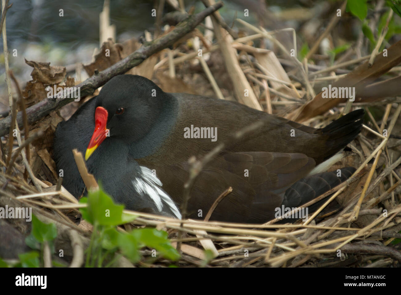 Nesting crane at nest hi-res stock photography and images - Alamy
