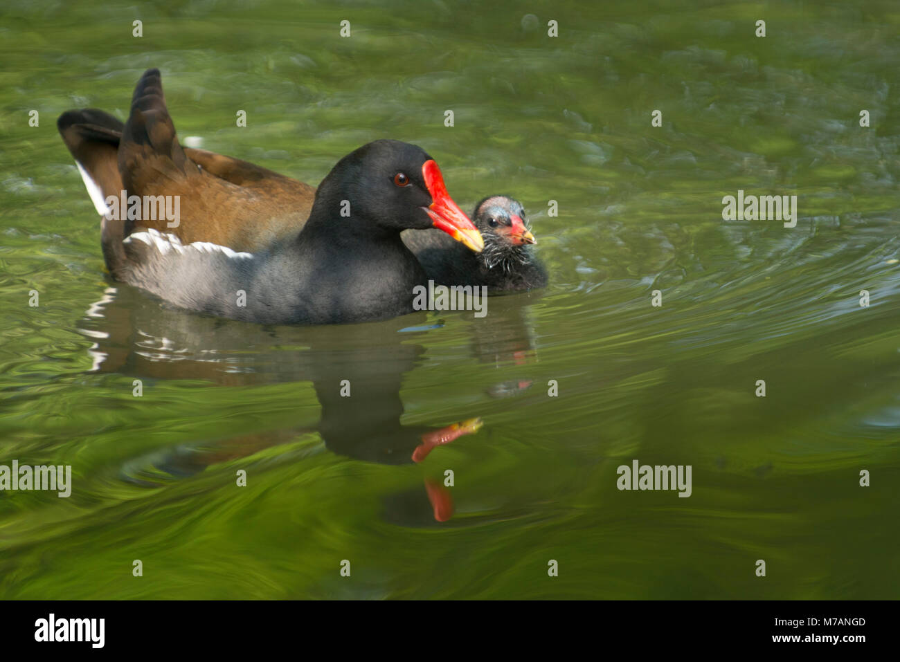 Chicken mother chicks nest hi-res stock photography and images - Alamy