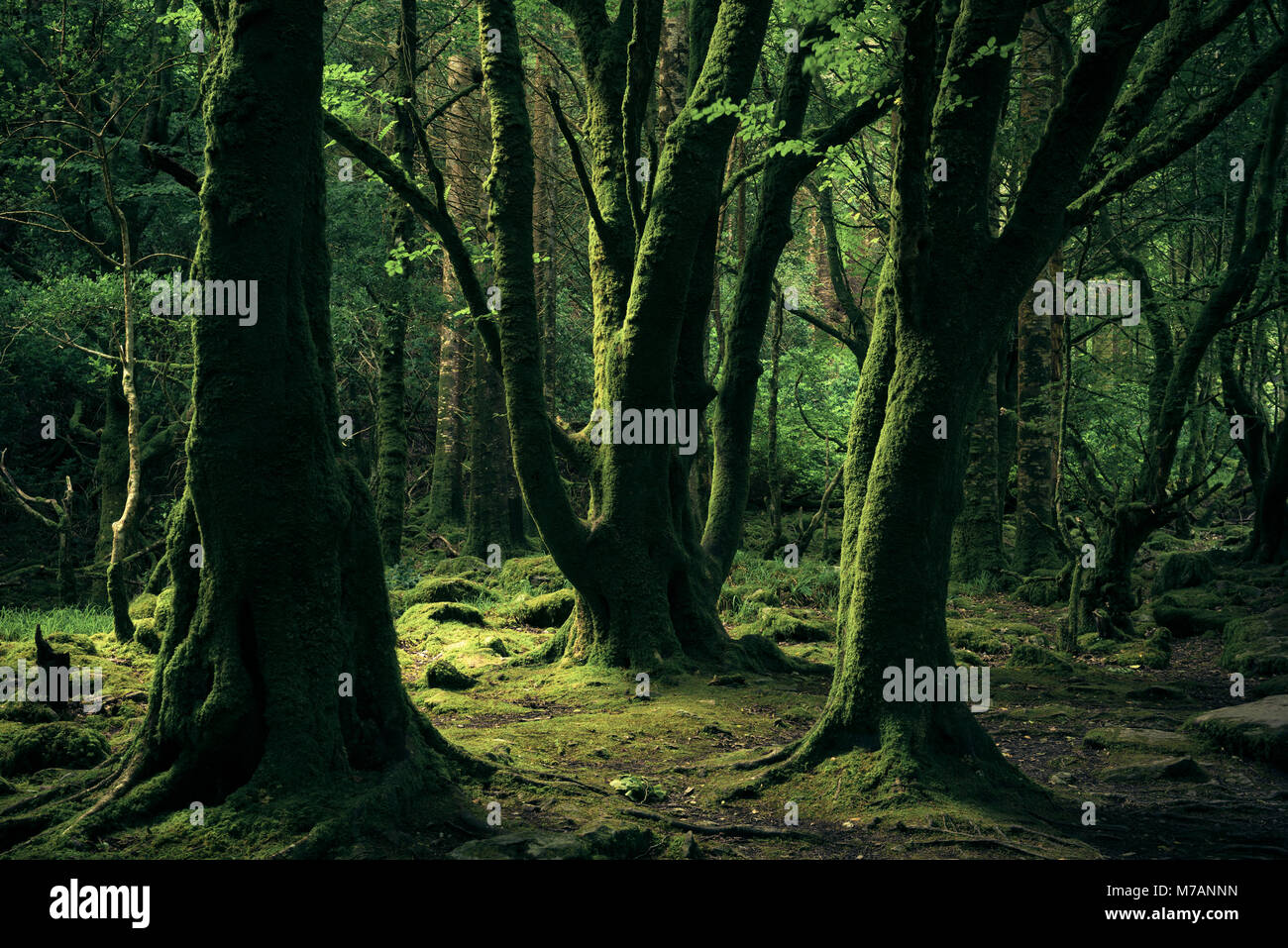 Old beech trees in killarney national park hi-res stock photography and ...