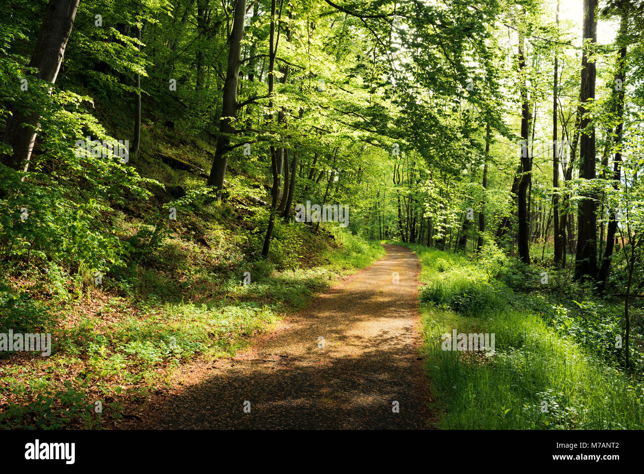 Forest path in Murnau moor (Murnauer Moos), Bavaria, Germany Stock ...