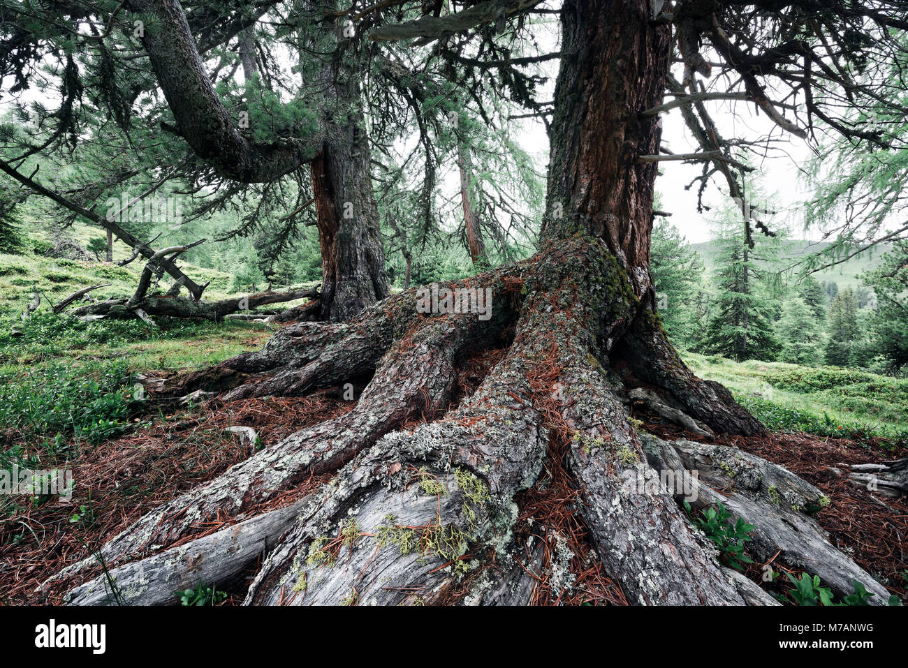 Ancient trees at the timber line in the Nock Mountains, biosphere park ...
