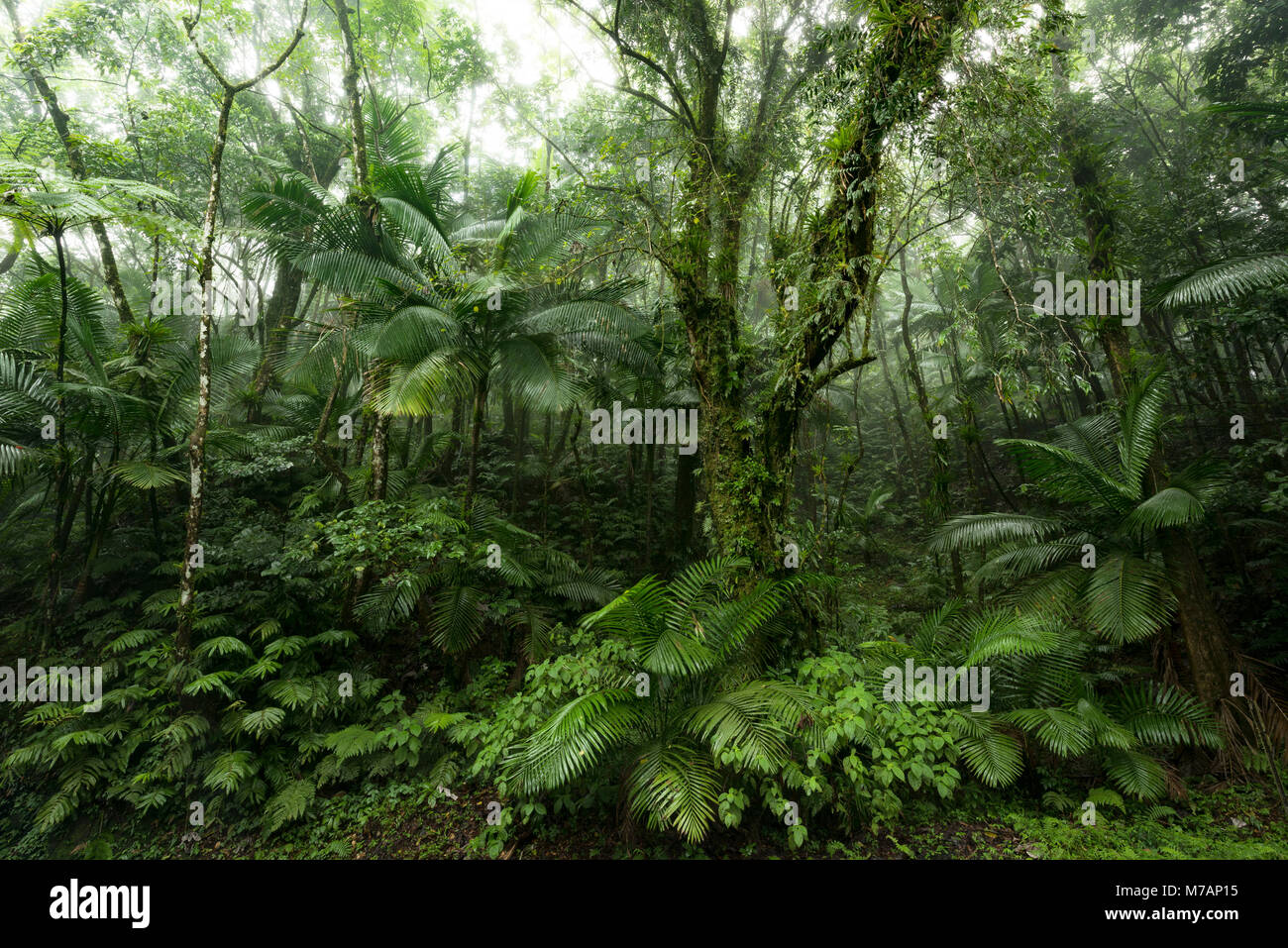 Green jungle scene from the rainforest Yunque on the Caribbean island ...