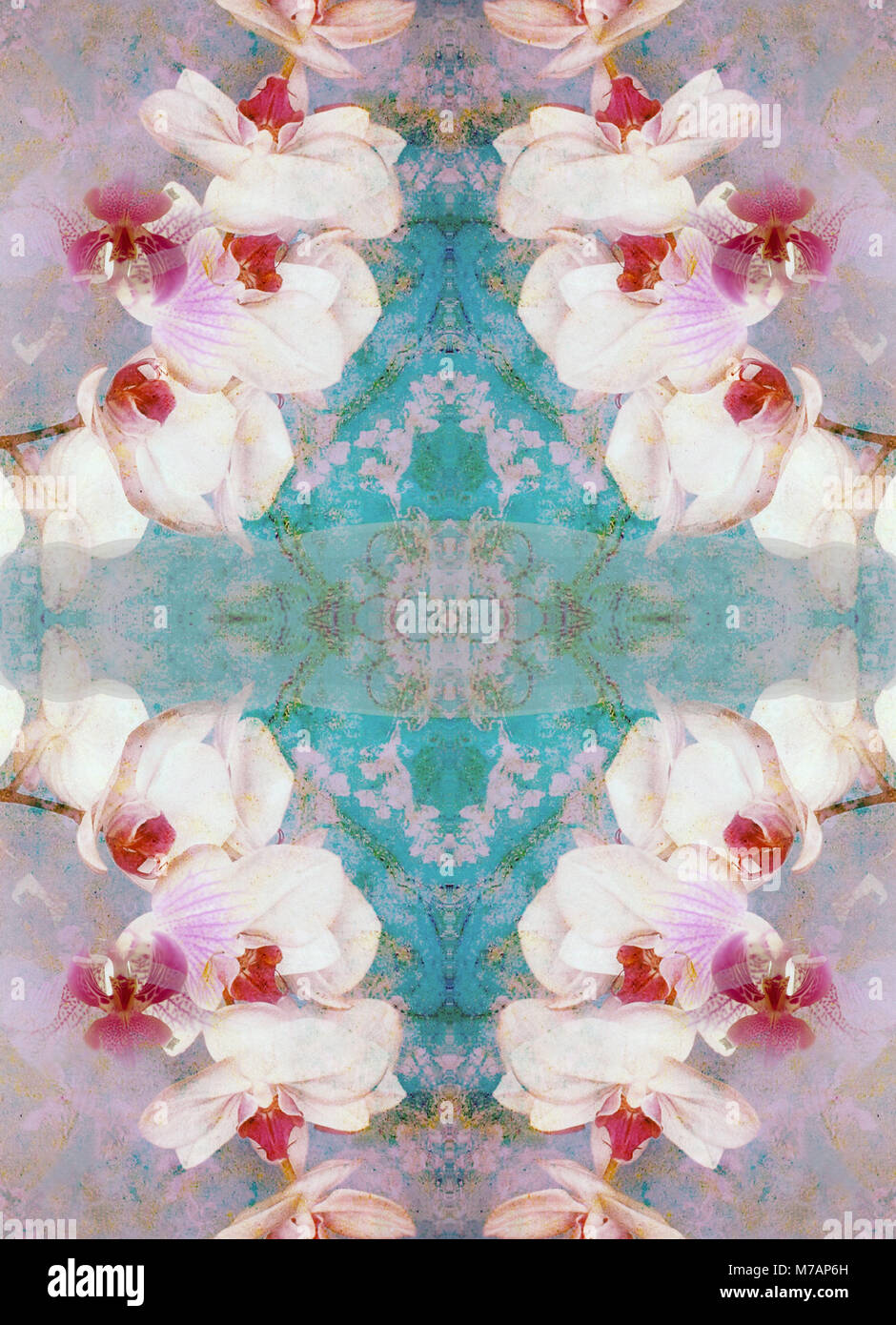 Cruciform flower hi-res stock photography and images - Alamy