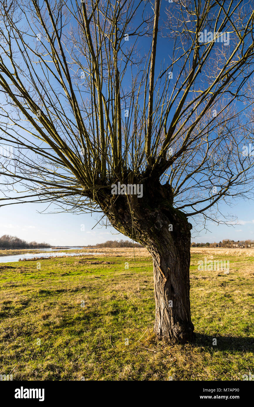 Willows at bug river hi-res stock photography and images - Alamy