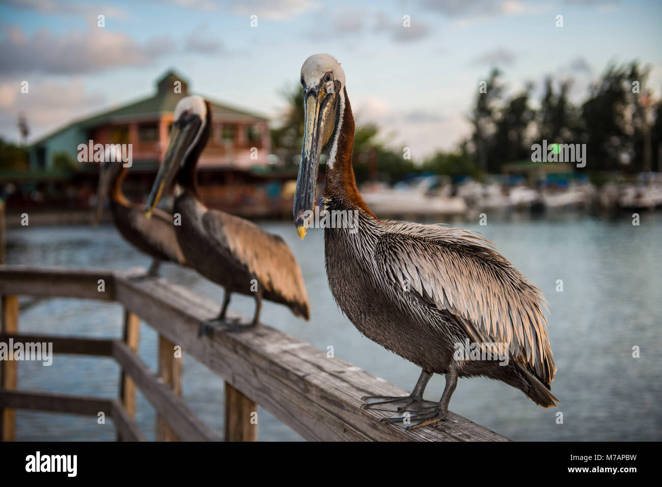 Pelicans on the pier of ponce hi-res stock photography and images - Alamy