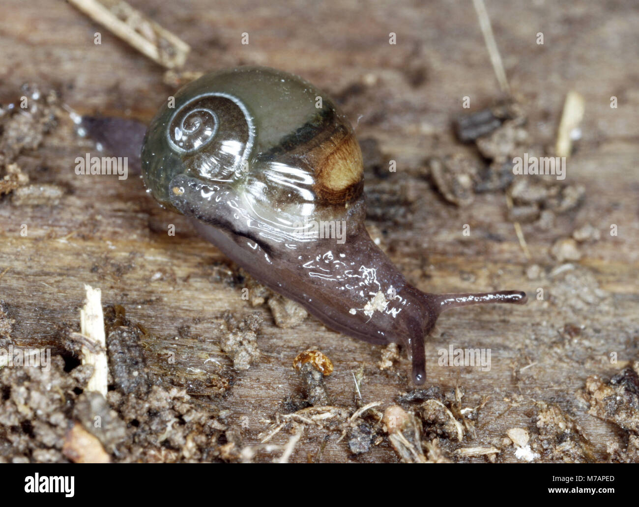 Western glass snail vitrina pellucida hi-res stock photography and ...
