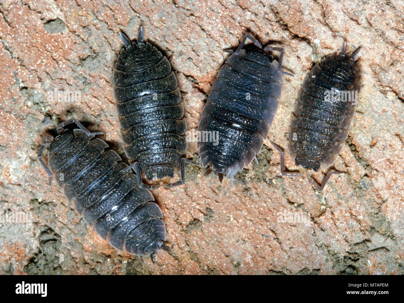 Common Rough Woodlouse (Porcellio scaber Stock Photo - Alamy